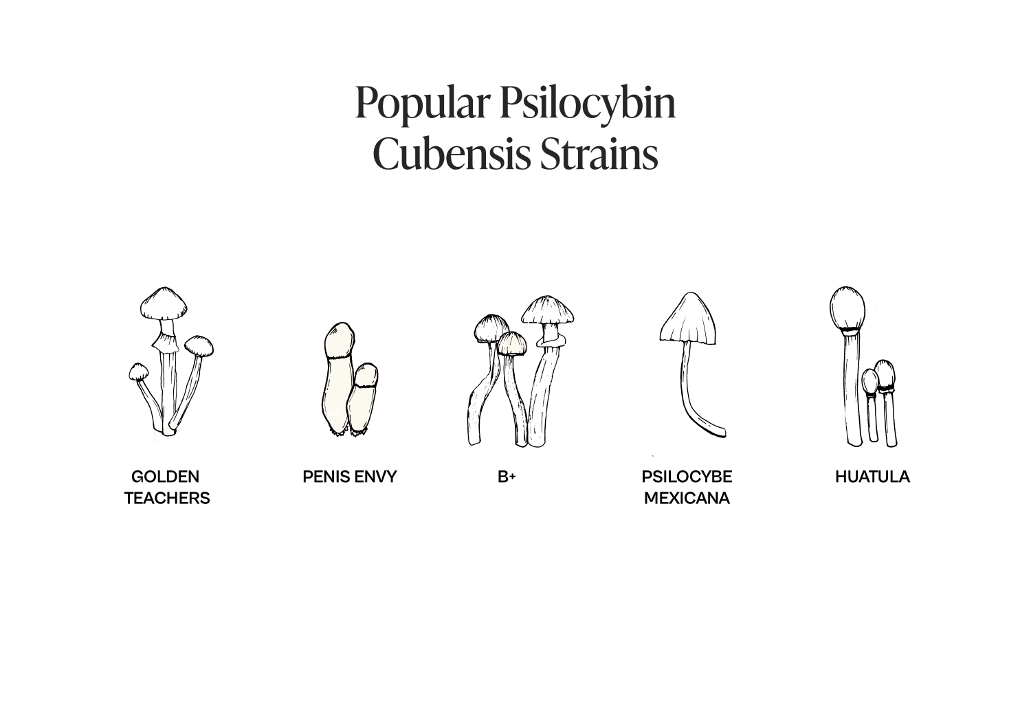 Popular Psilocybe Cubensis Strains Demystified